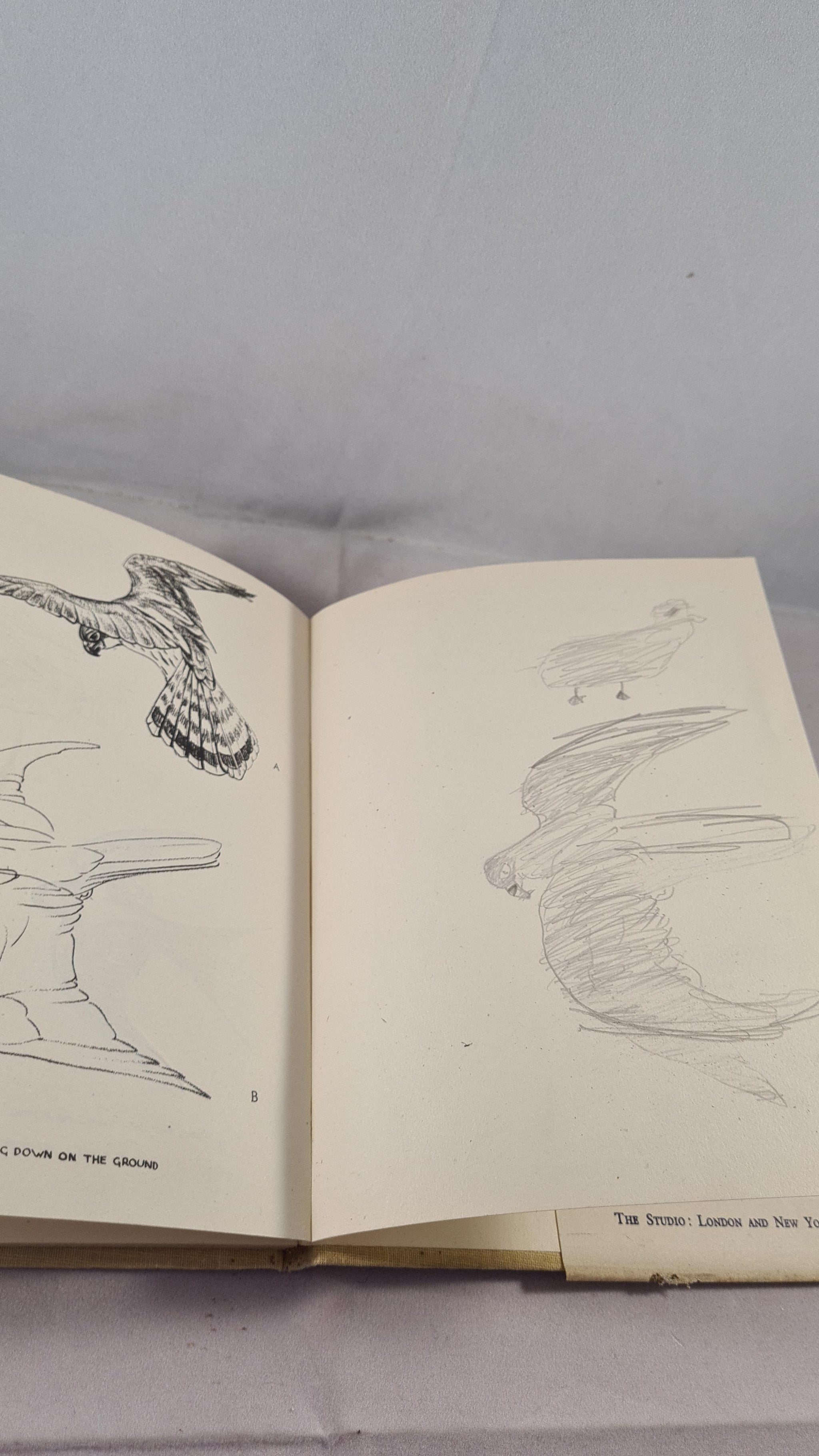 how to draw birds raymond sheppard