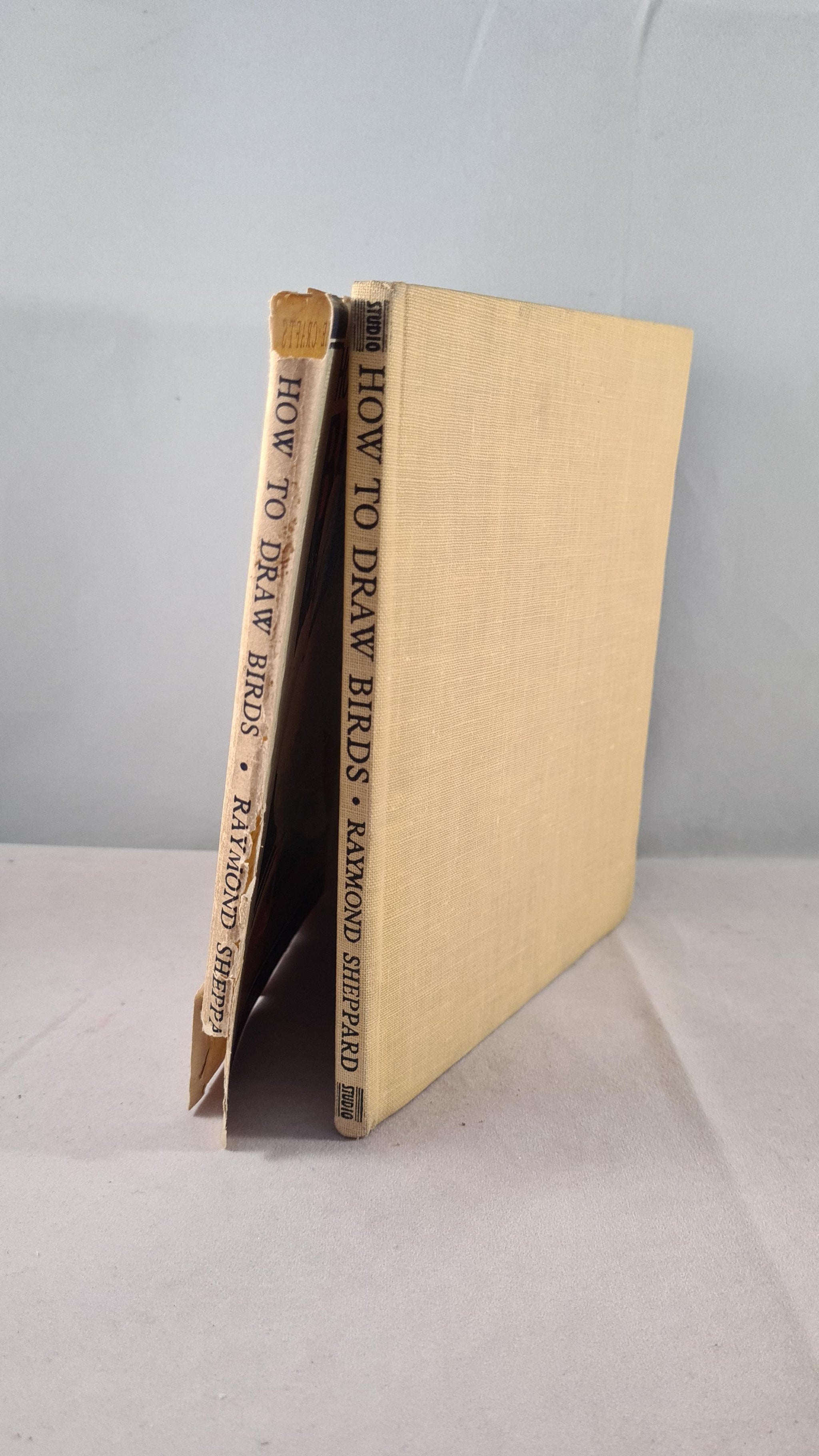 how to draw birds raymond sheppard